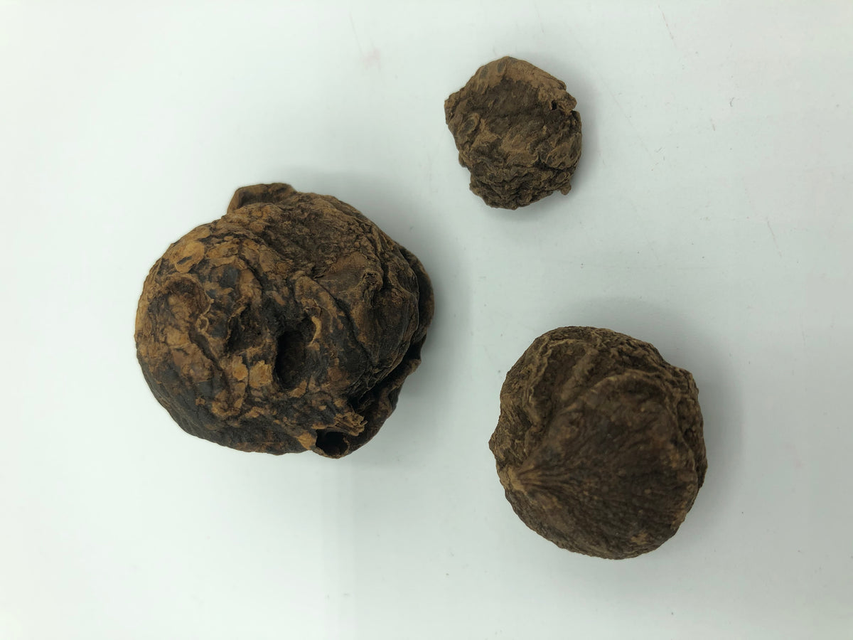 High John the Conqueror Root – Allan Company