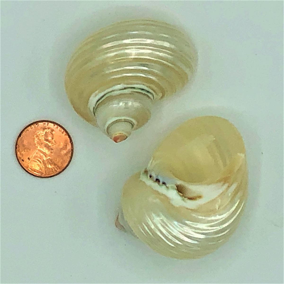 Nipple of Venus Shell – Allan Company